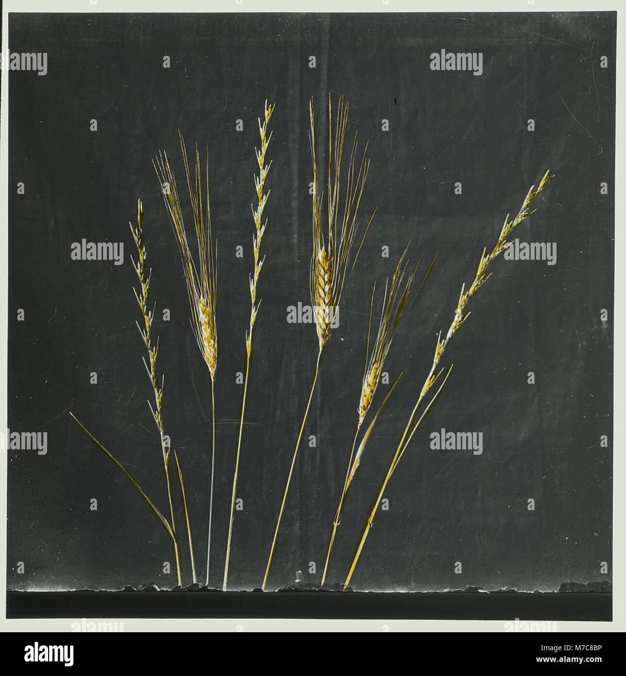A botanical image depicting wild flowers of Palestine, specifically ...