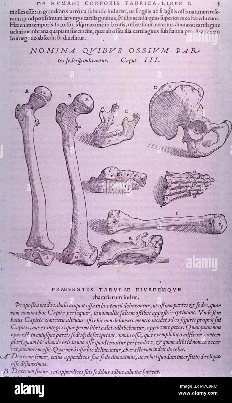 This image shows a display of eight different types of bones, including ...