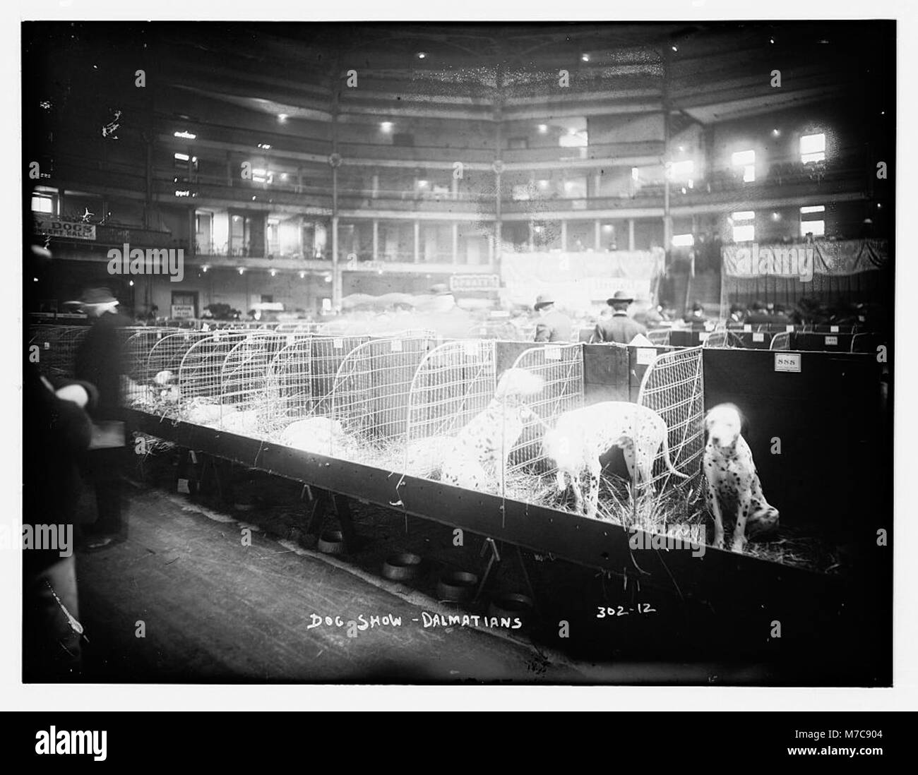 Dog Show- Dalmatians LCCN2014681347 Stock Photo - Alamy