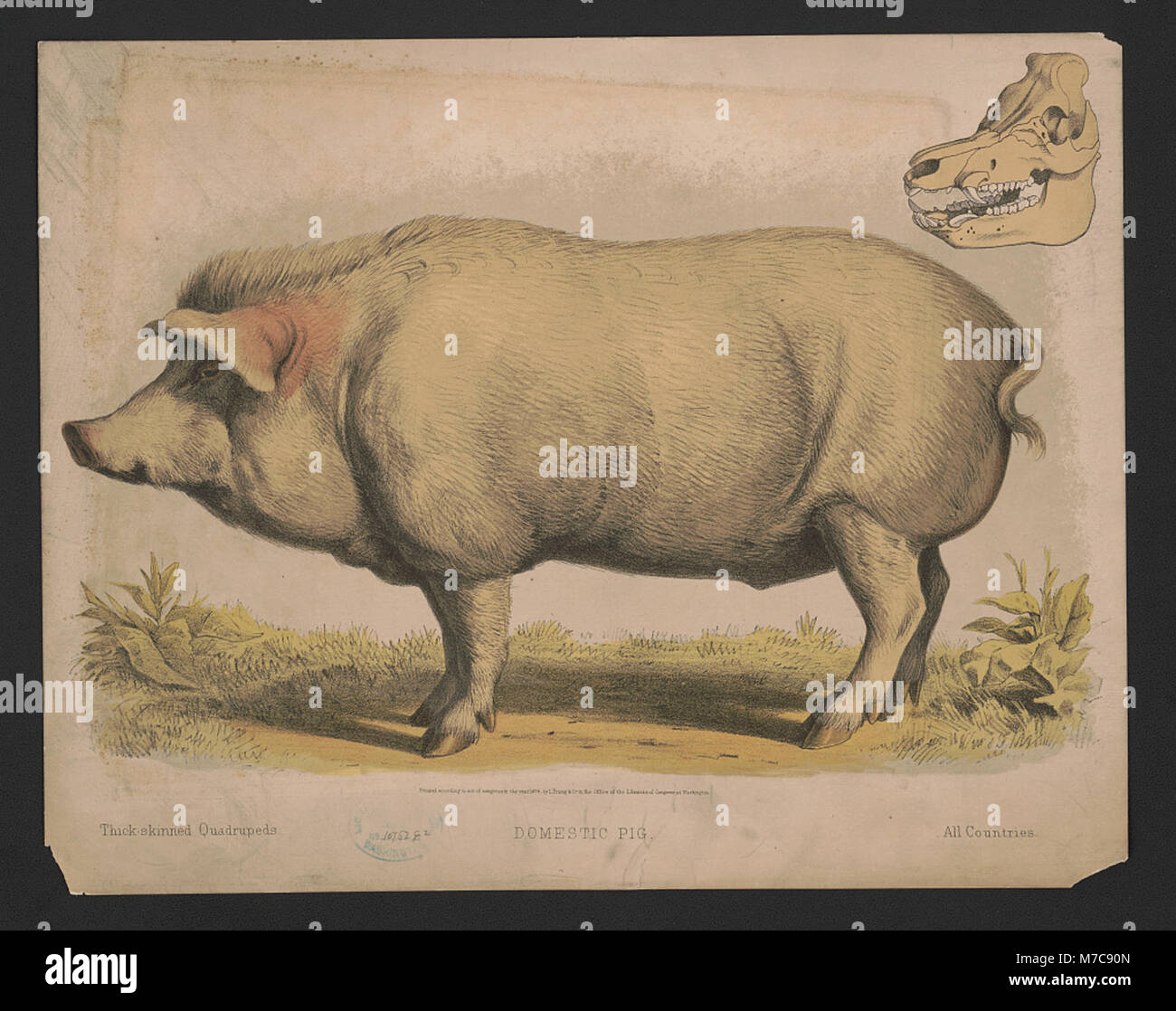 A photograph of a domestic pig, showing its appearance and its role in ...