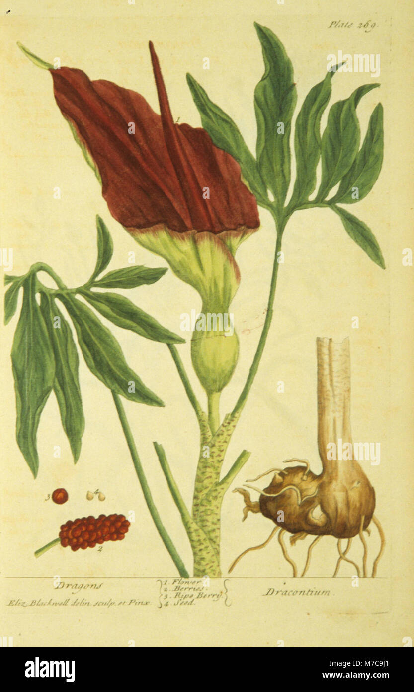 Dracontium plant hi-res stock photography and images - Alamy