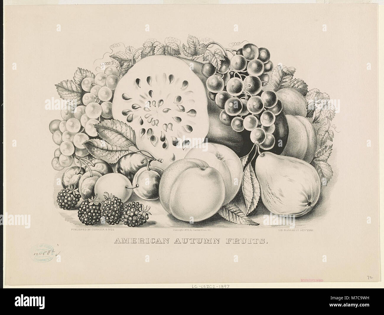 A collection of autumn fruits native to America, shown in their ...