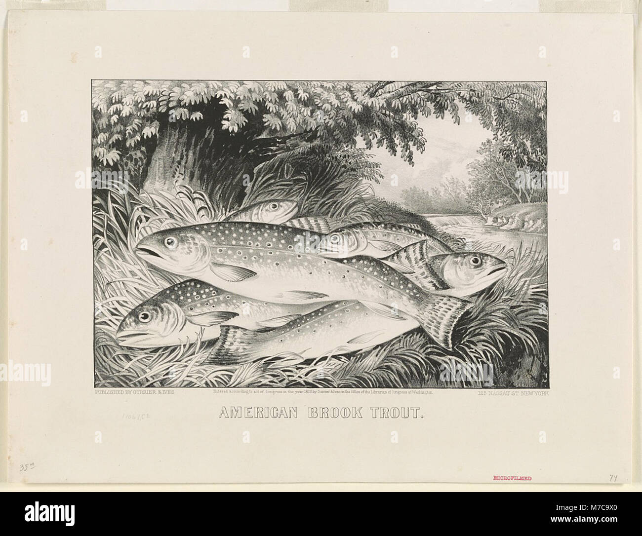 Image of an American brook trout, a freshwater fish native to eastern ...