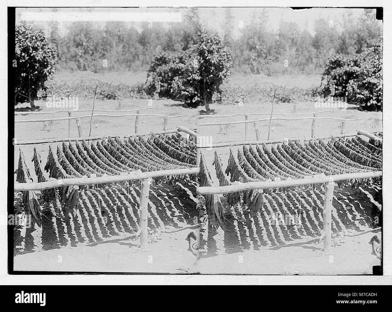 This image illustrates the process of curing tobacco, a key step in ...