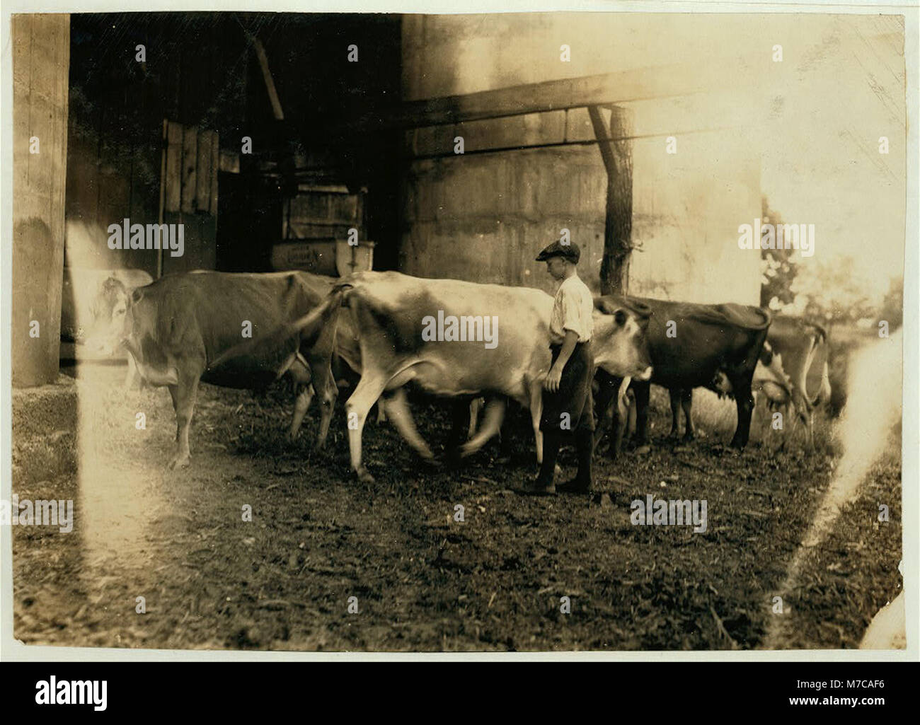A photograph of Edgar Kitchen, a 13-year-old boy working for Bingham ...