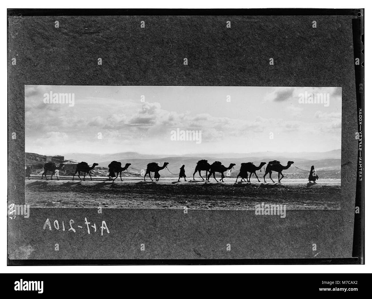 This 1918 photograph shows Egyptian camel transport crossing Mount ...