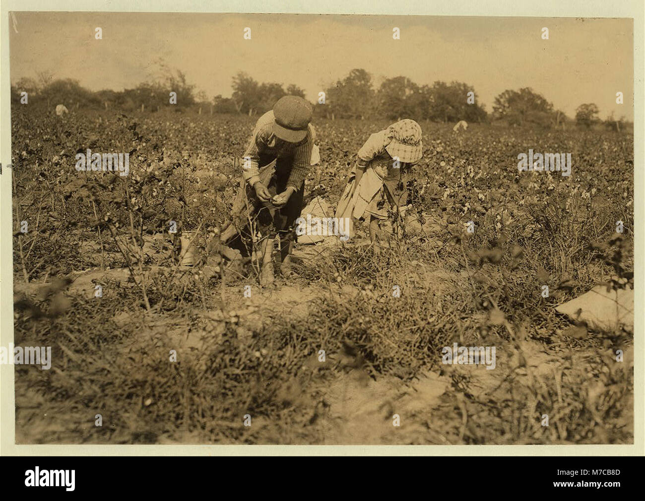 Elbert Hollingsworth, ten year old cotton picker. Picks 125 pounds a ...