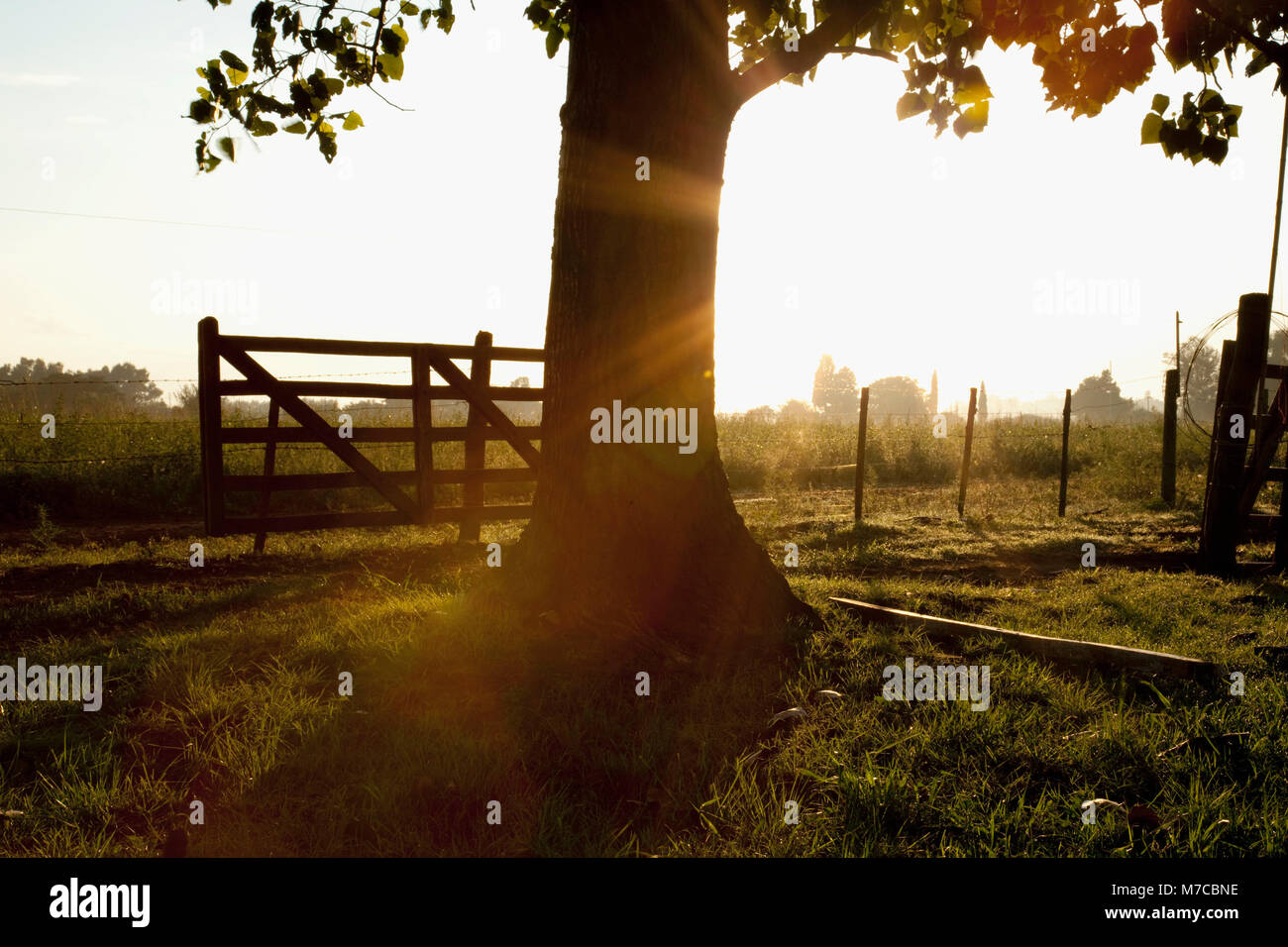 Trees with a fence in a field at dawn Stock Photo - Alamy