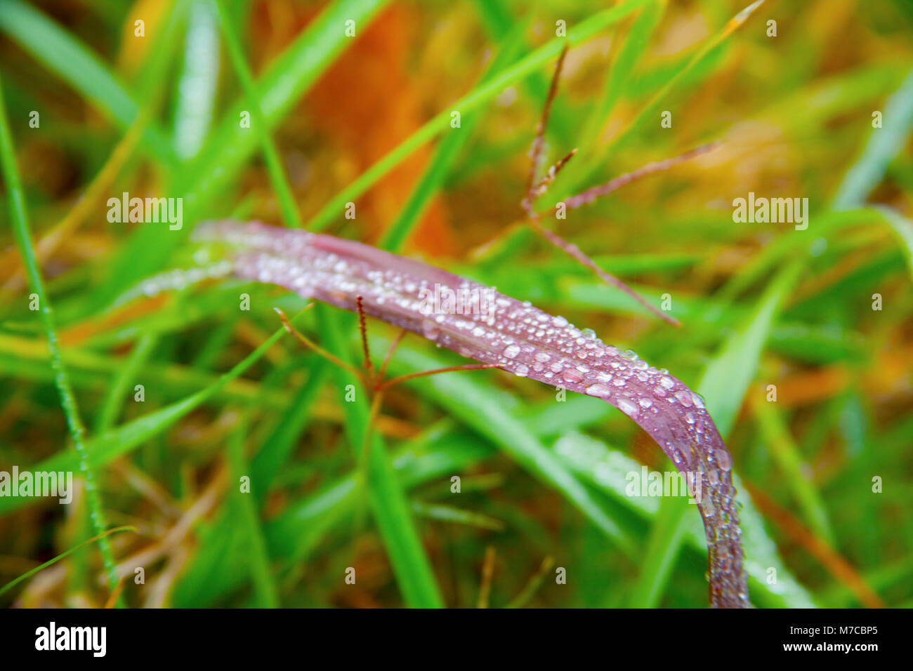 Dew drops on tall grass Stock Photo - Alamy