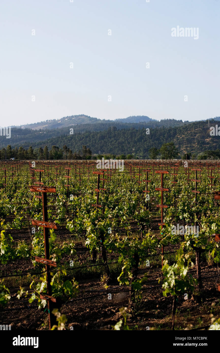Cultivated vineyard photos hi-res stock photography and images - Alamy