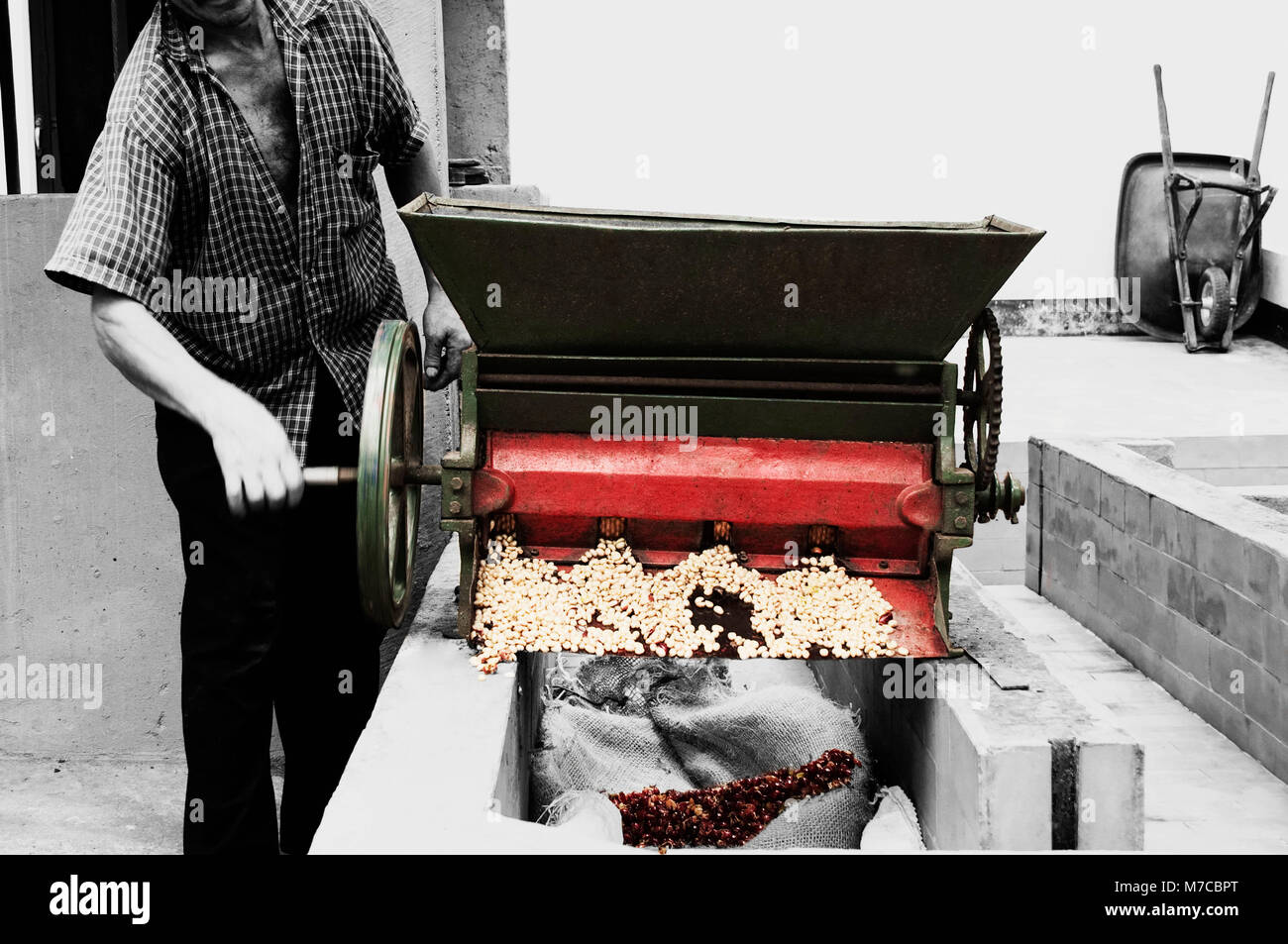 Peeling coffee beans hi-res stock photography and images - Alamy