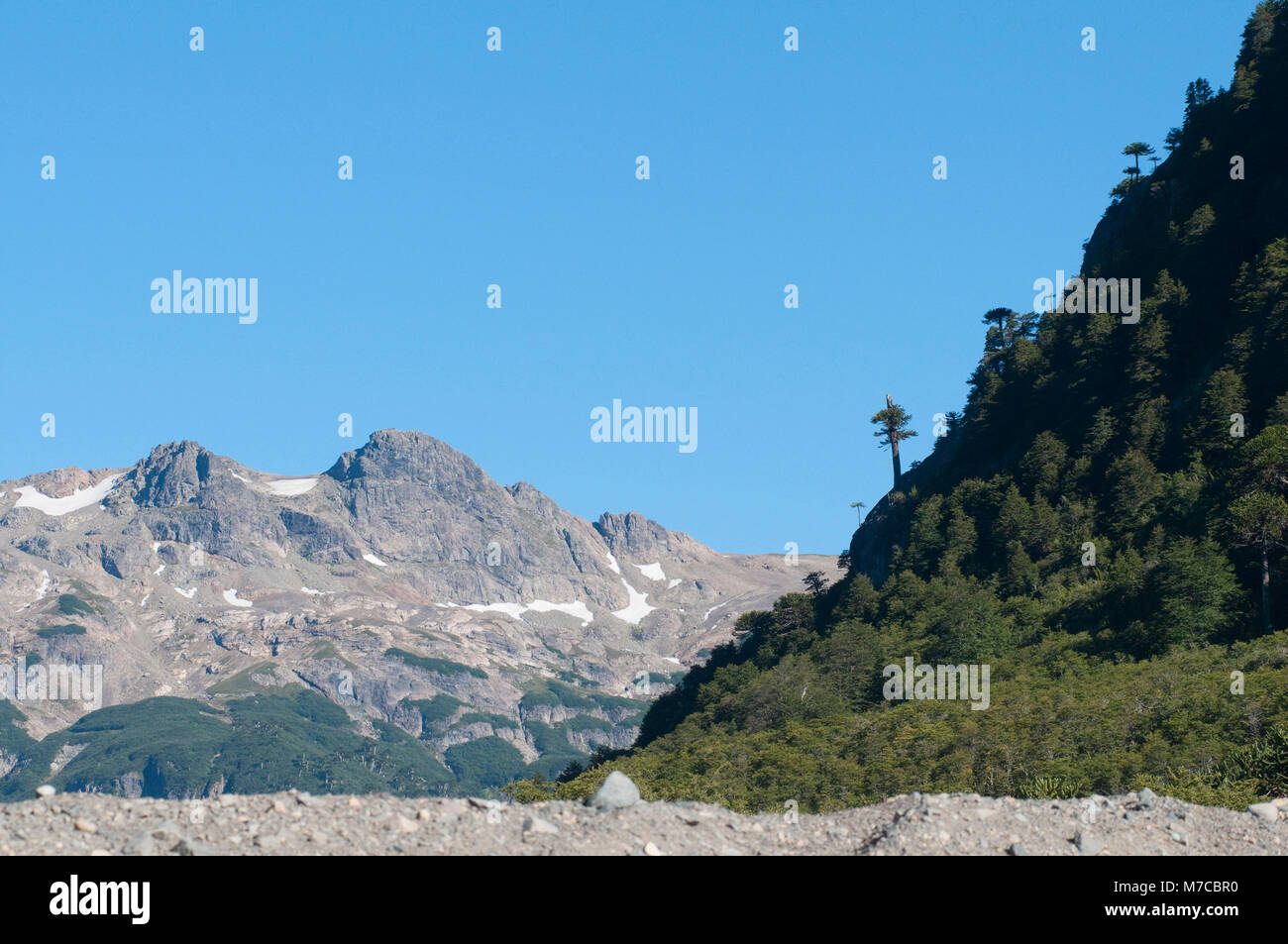 Pehuen trees on a hill hi-res stock photography and images - Alamy