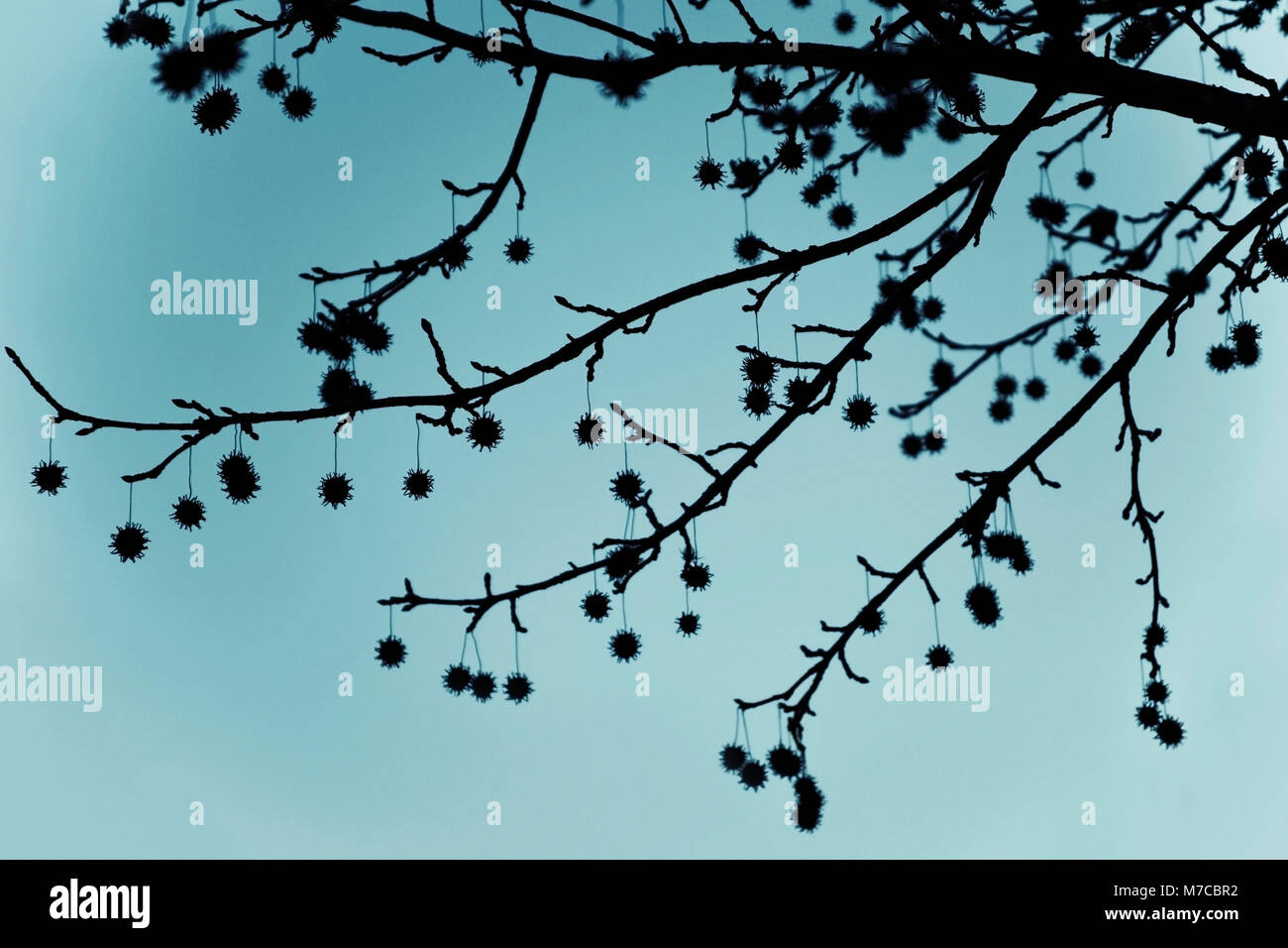 Offshoot branch hi-res stock photography and images - Alamy