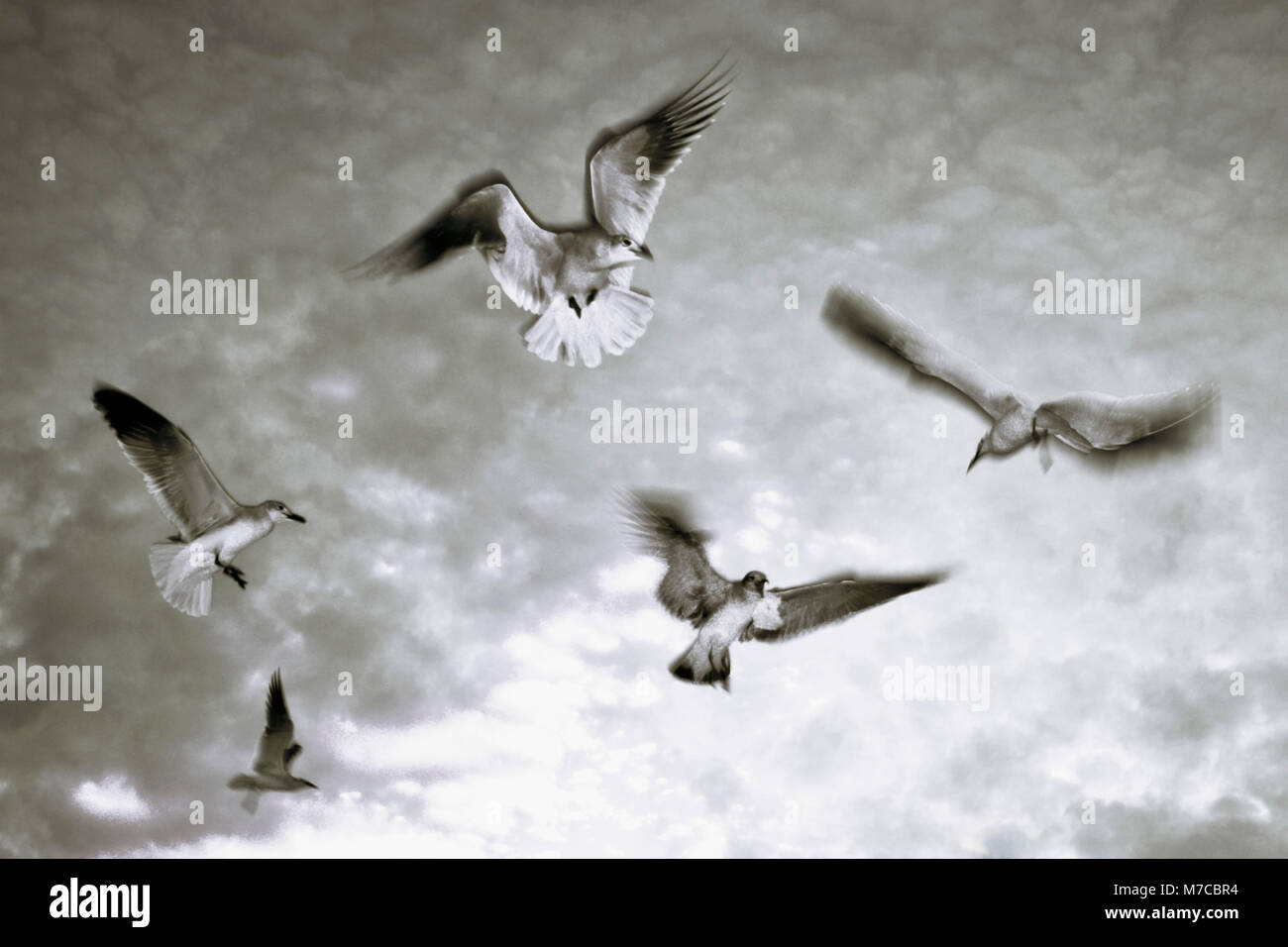 Birds in flight Stock Photo - Alamy