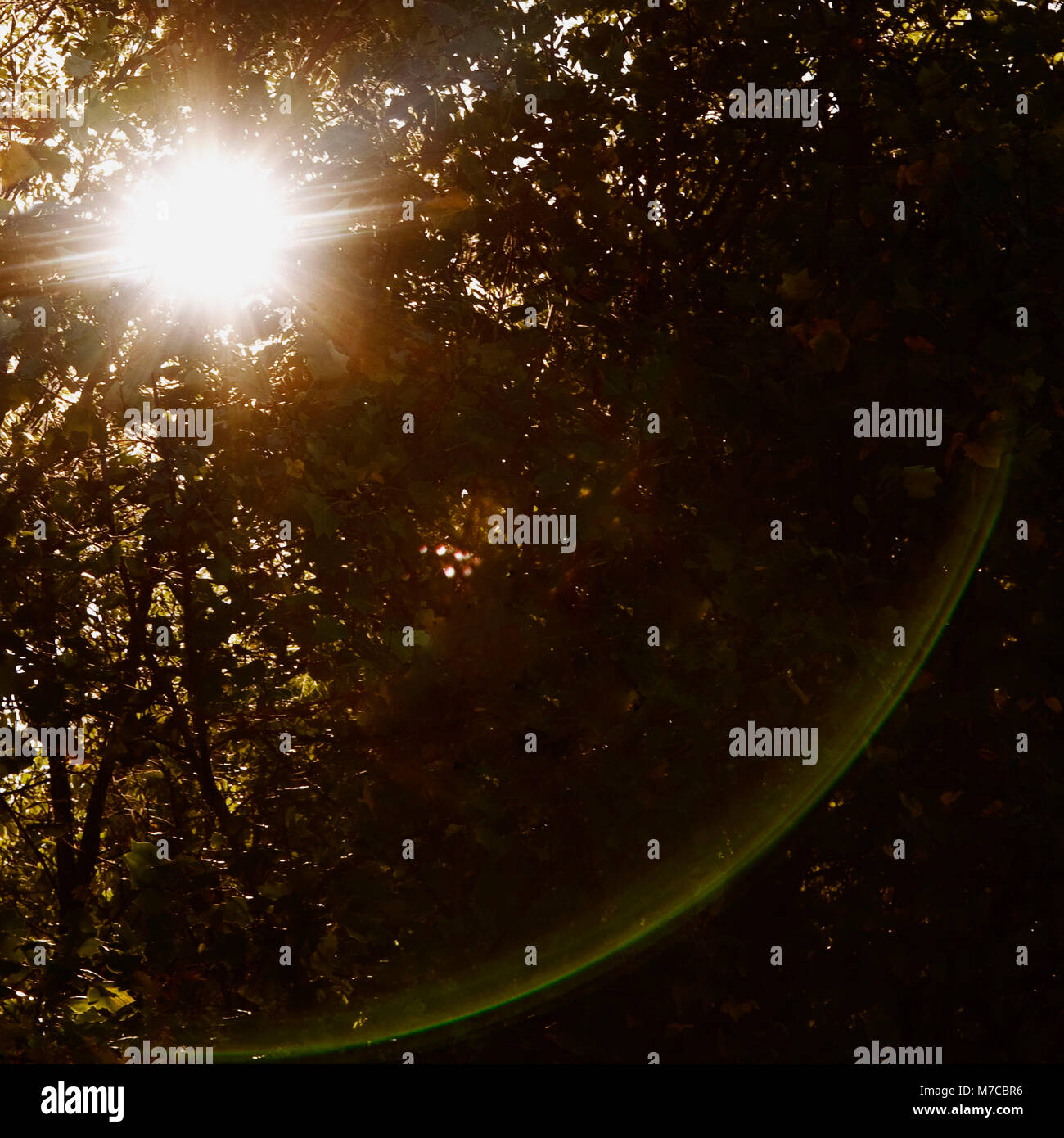 Sun shining through trees Stock Photo - Alamy
