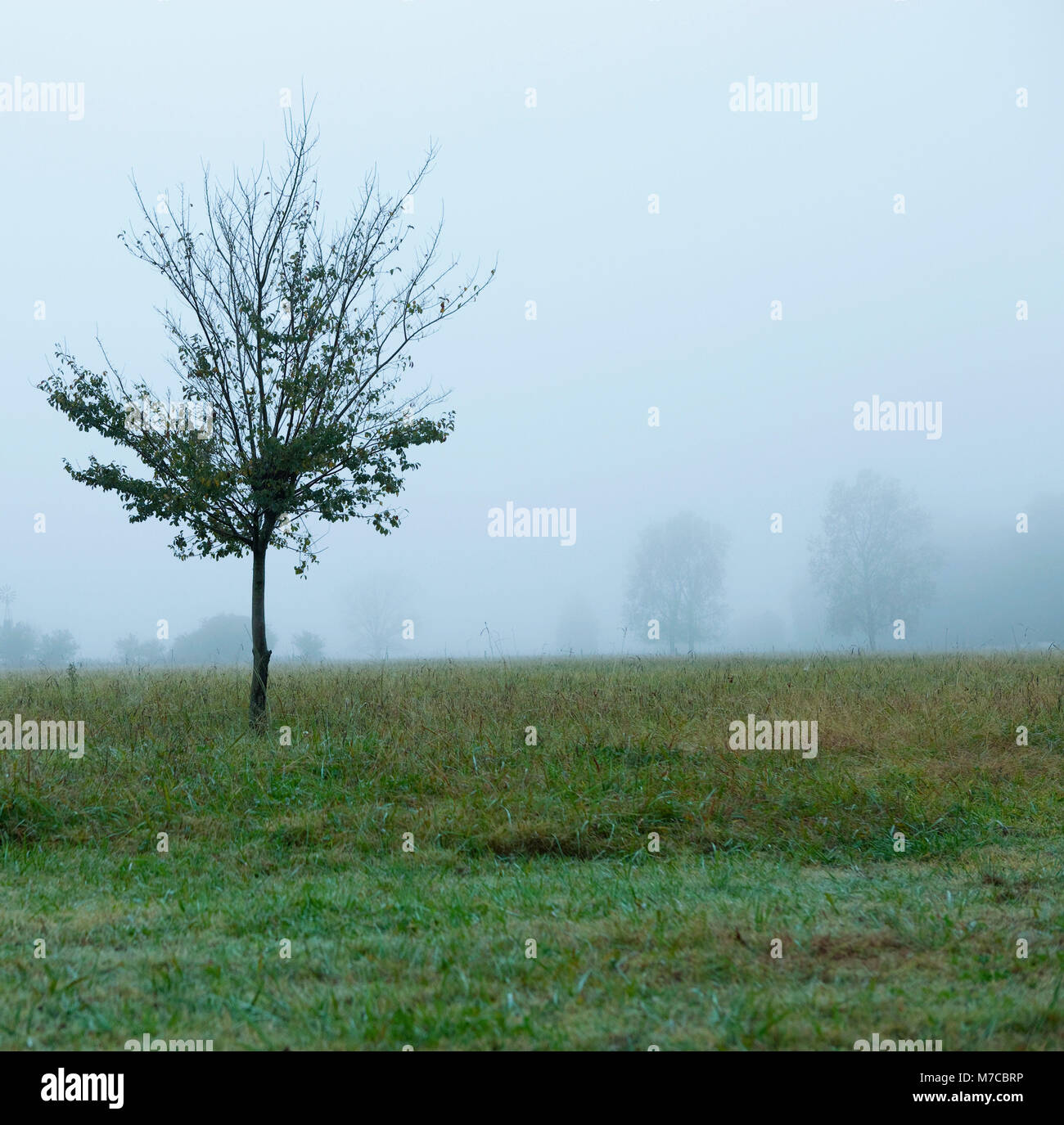 Trees in a field Stock Photo - Alamy