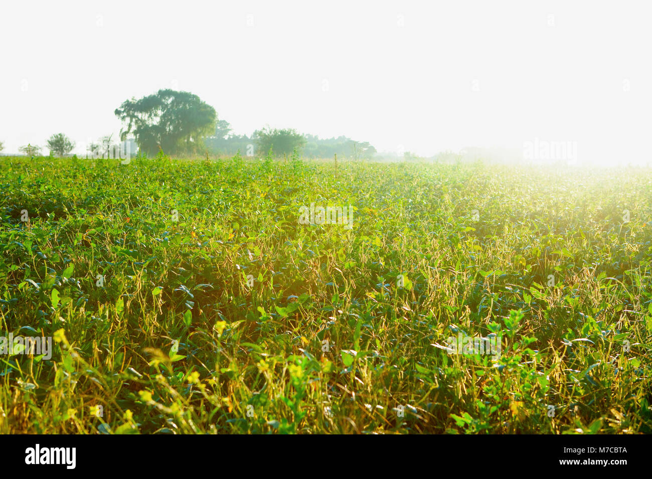 Crop in a field Stock Photo - Alamy