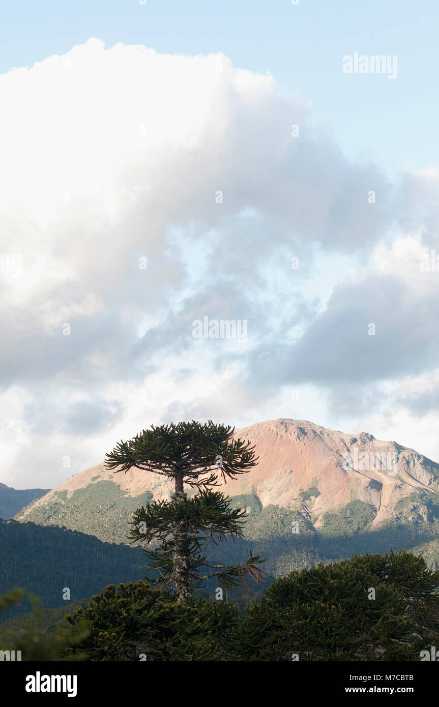 Pehuen trees in a forest, Patagonia, Argentina Stock Photo - Alamy