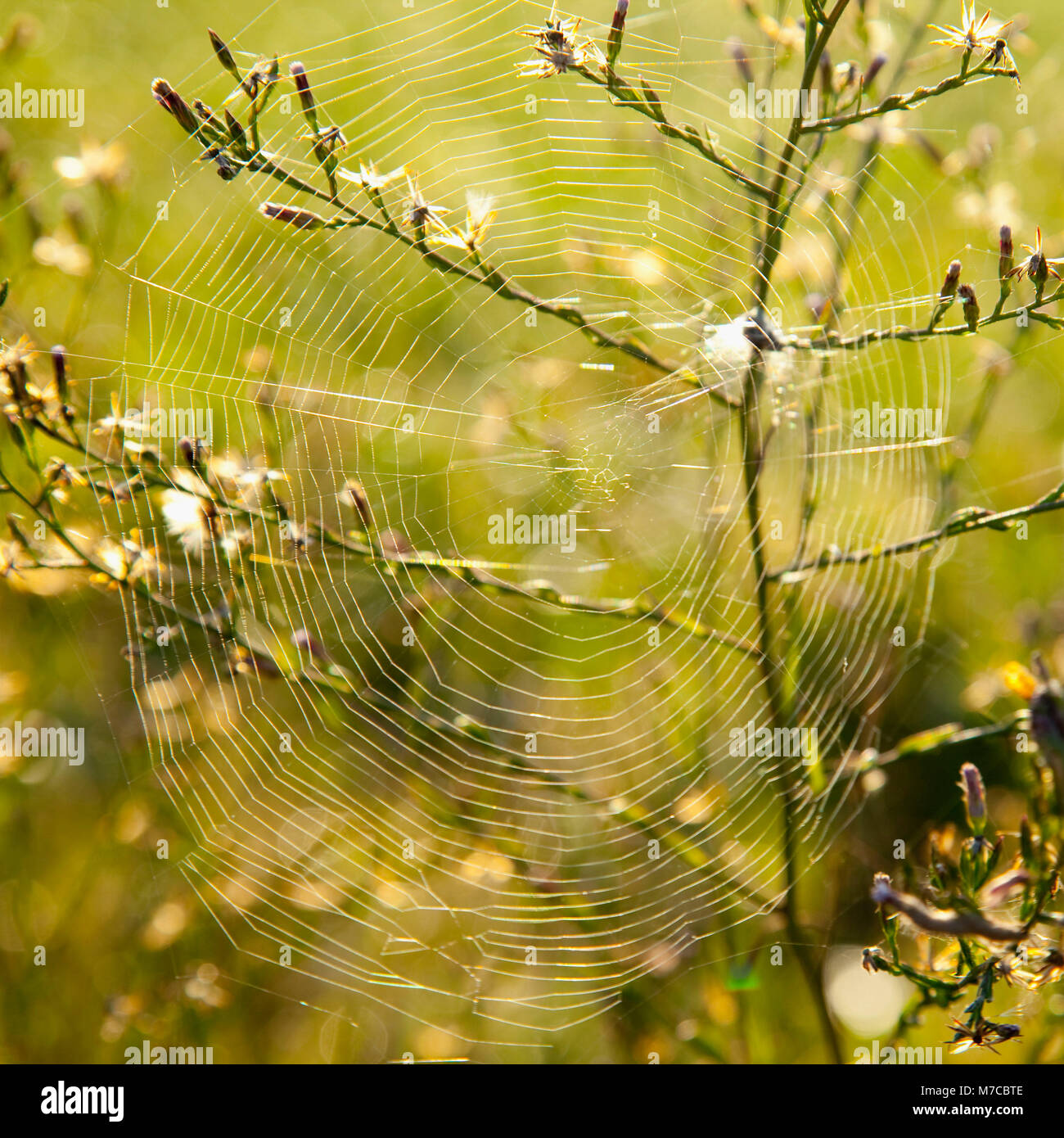 Harvest Spider High Resolution Stock Photography and Images - Alamy