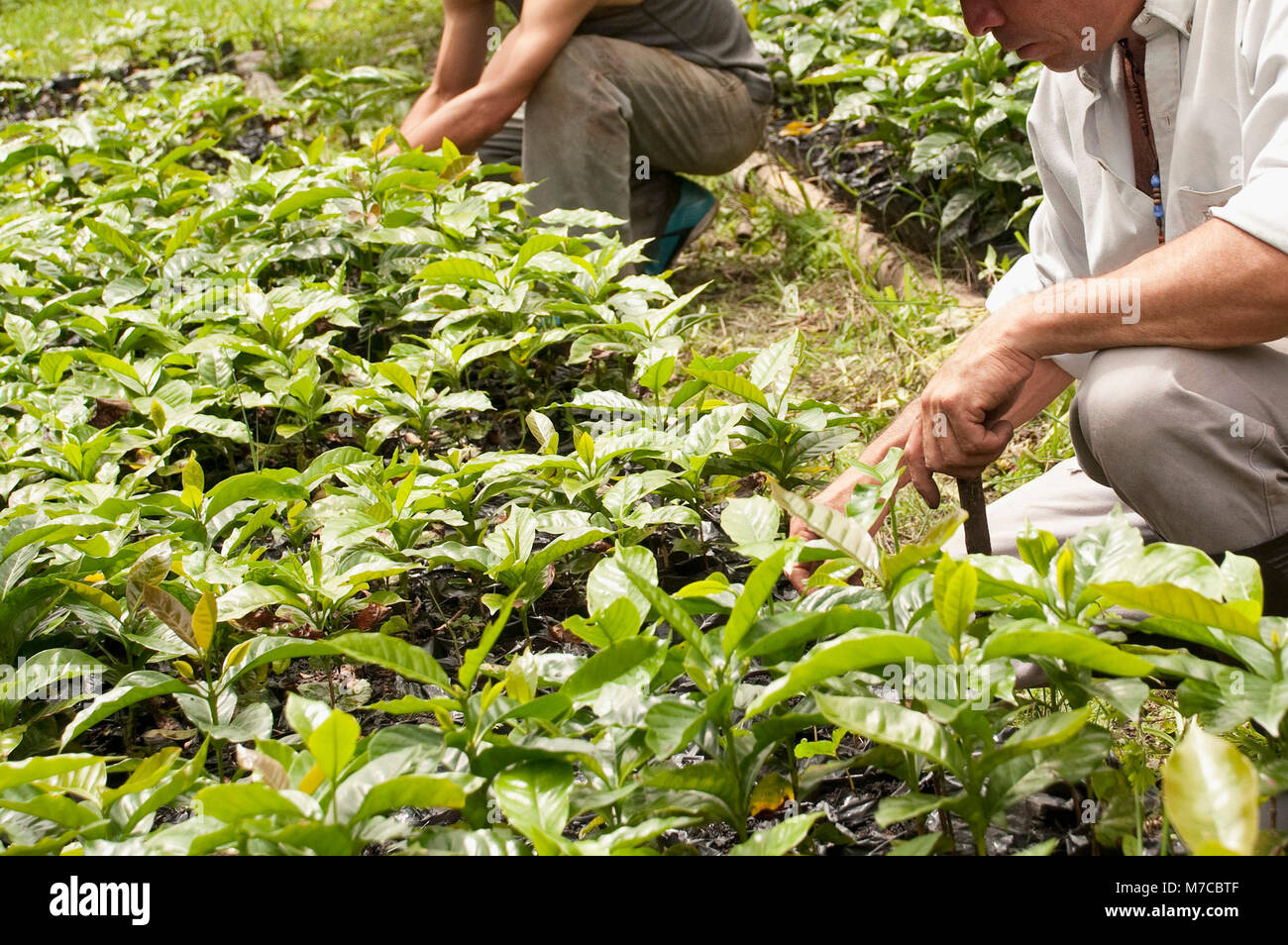 Farmers examining coffee crop hi-res stock photography and images - Alamy