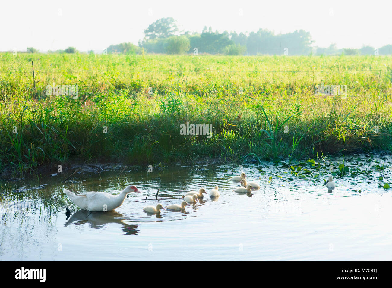 Duck with ducklings swimming in a pond Stock Photo - Alamy