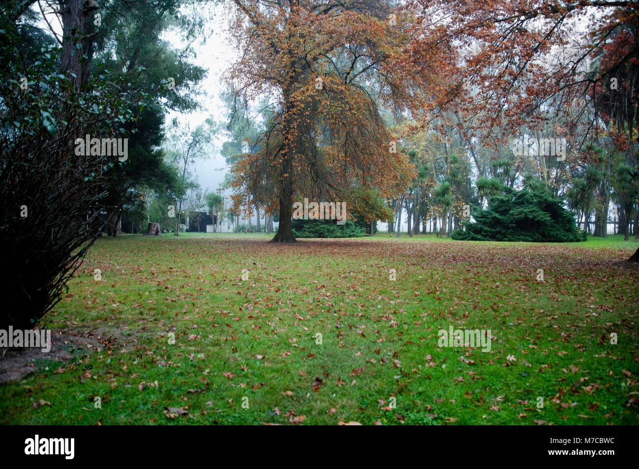 Trees in a park Stock Photo - Alamy
