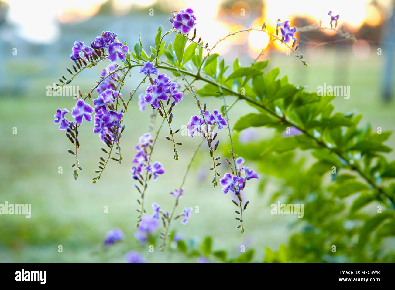 Chromatic flowers hi-res stock photography and images - Alamy