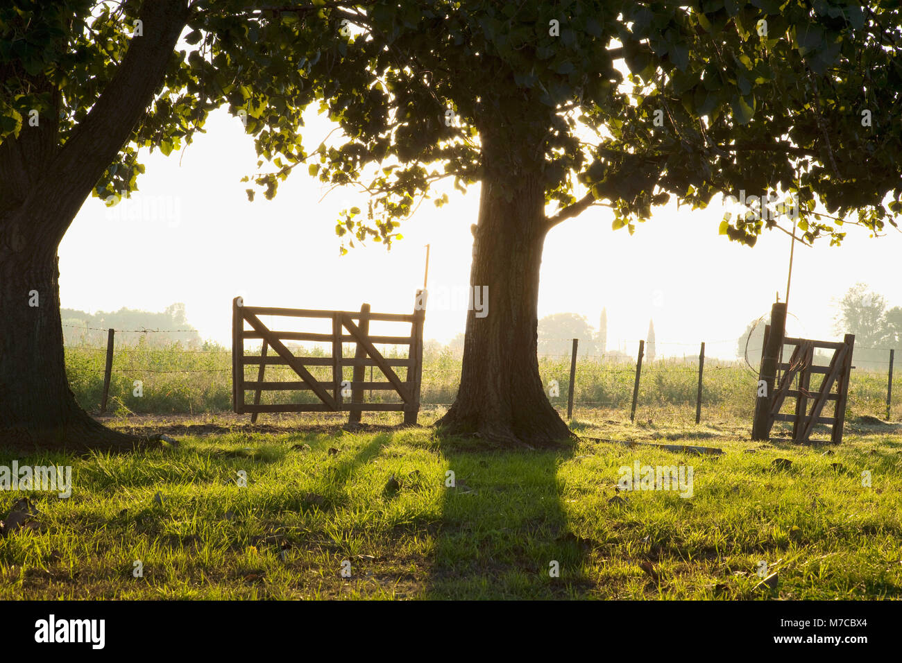 Trees with a fence in a field at dawn Stock Photo - Alamy