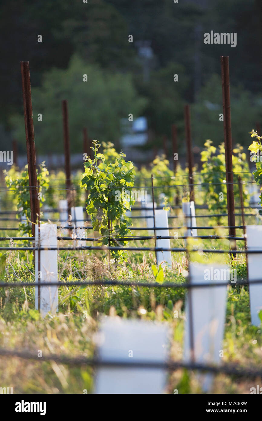 California orchard development hi-res stock photography and images - Alamy