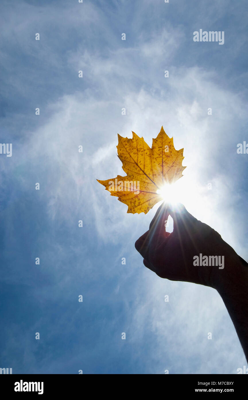 Close-up of a person's hand holding a maple leaf Stock Photo - Alamy