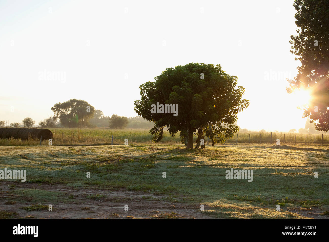 Trees in a field at dawn Stock Photo - Alamy