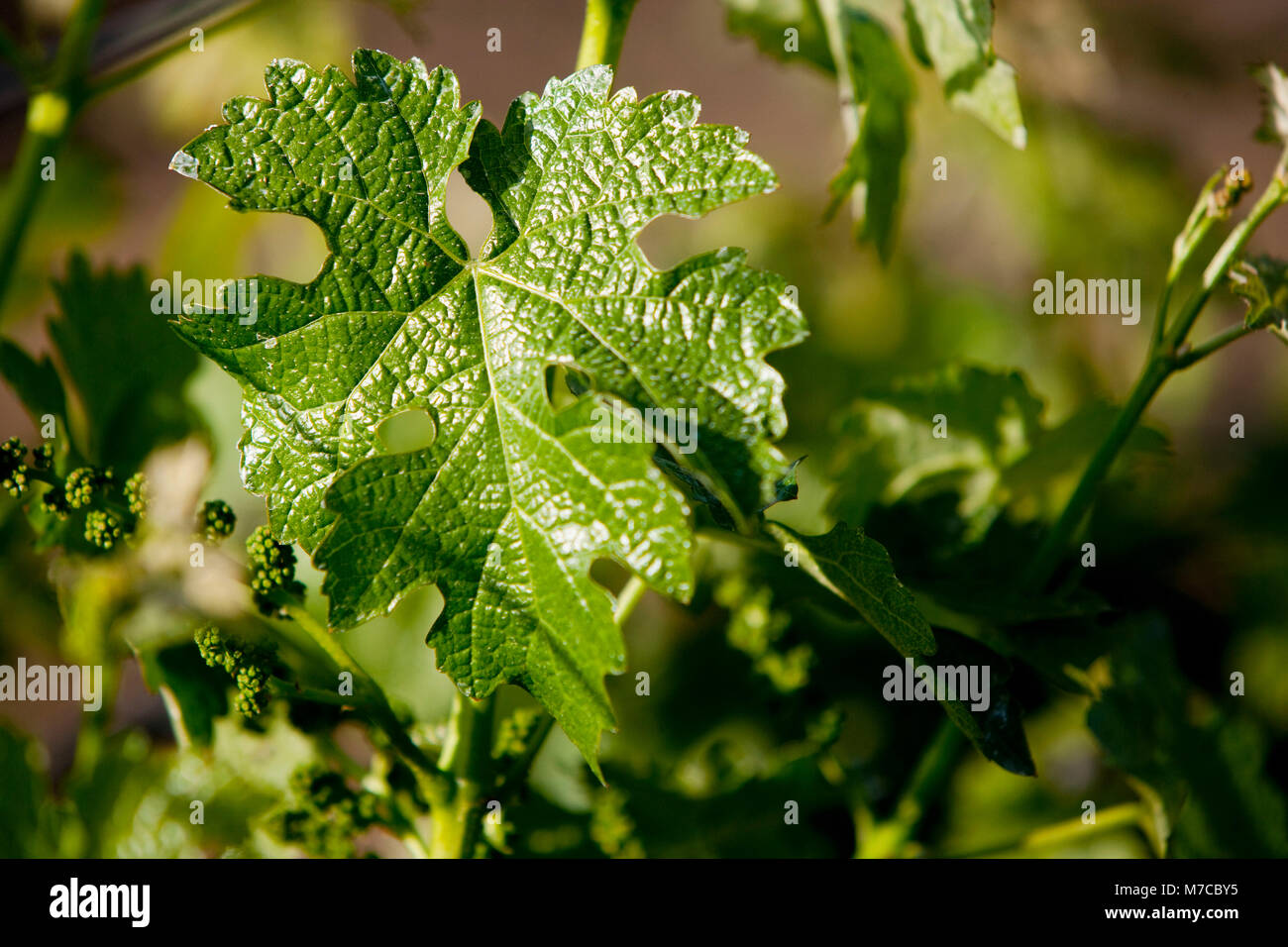 Close up of a vine hi-res stock photography and images - Alamy