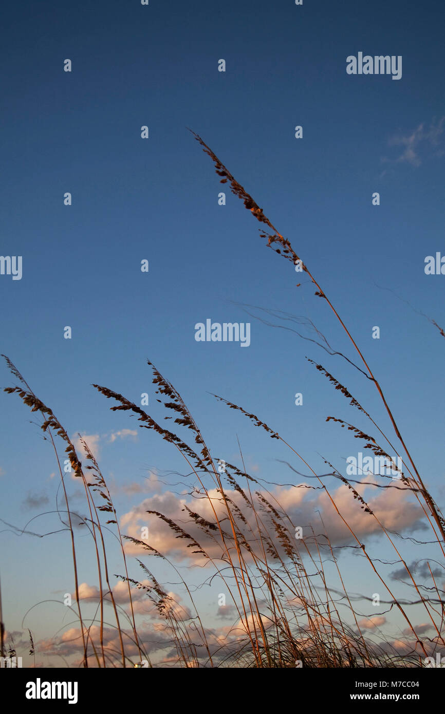 Reeds on the beach, Miami Beach, Florida, USA Stock Photo - Alamy