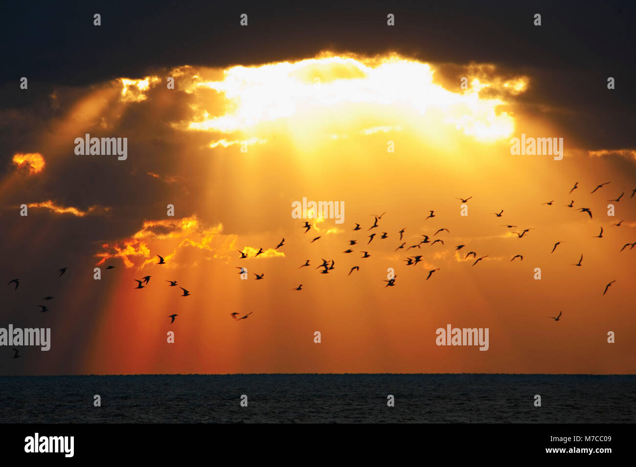Flock of birds flying over the ocean at sunset, Key West, Florida, USA ...