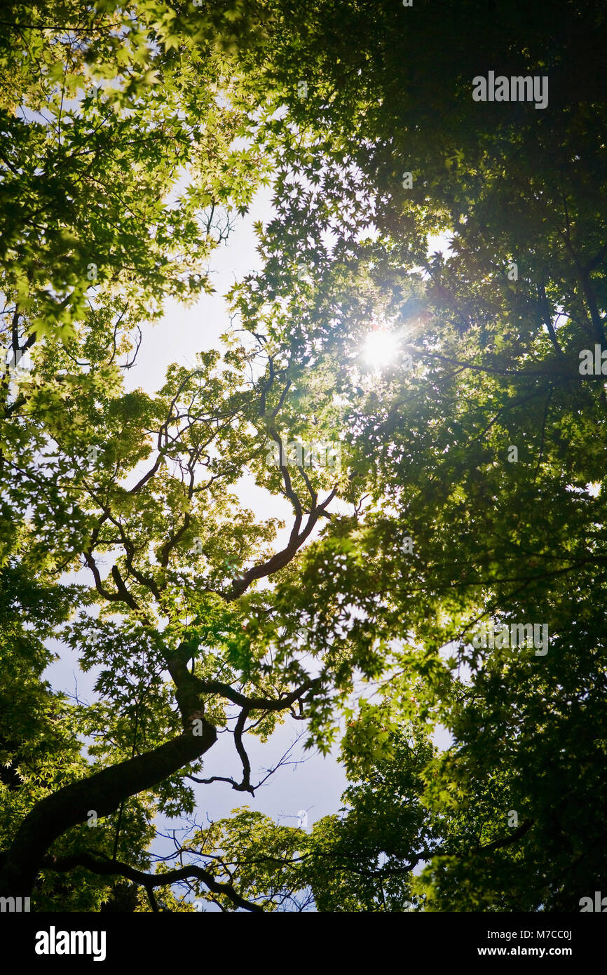 Sun glistening through trees hi-res stock photography and images - Alamy