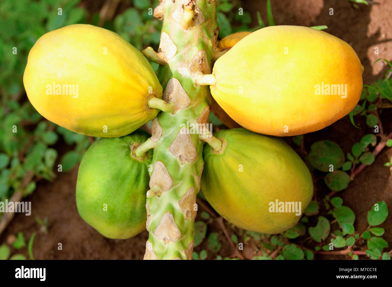 Full papaya tree hi-res stock photography and images - Alamy