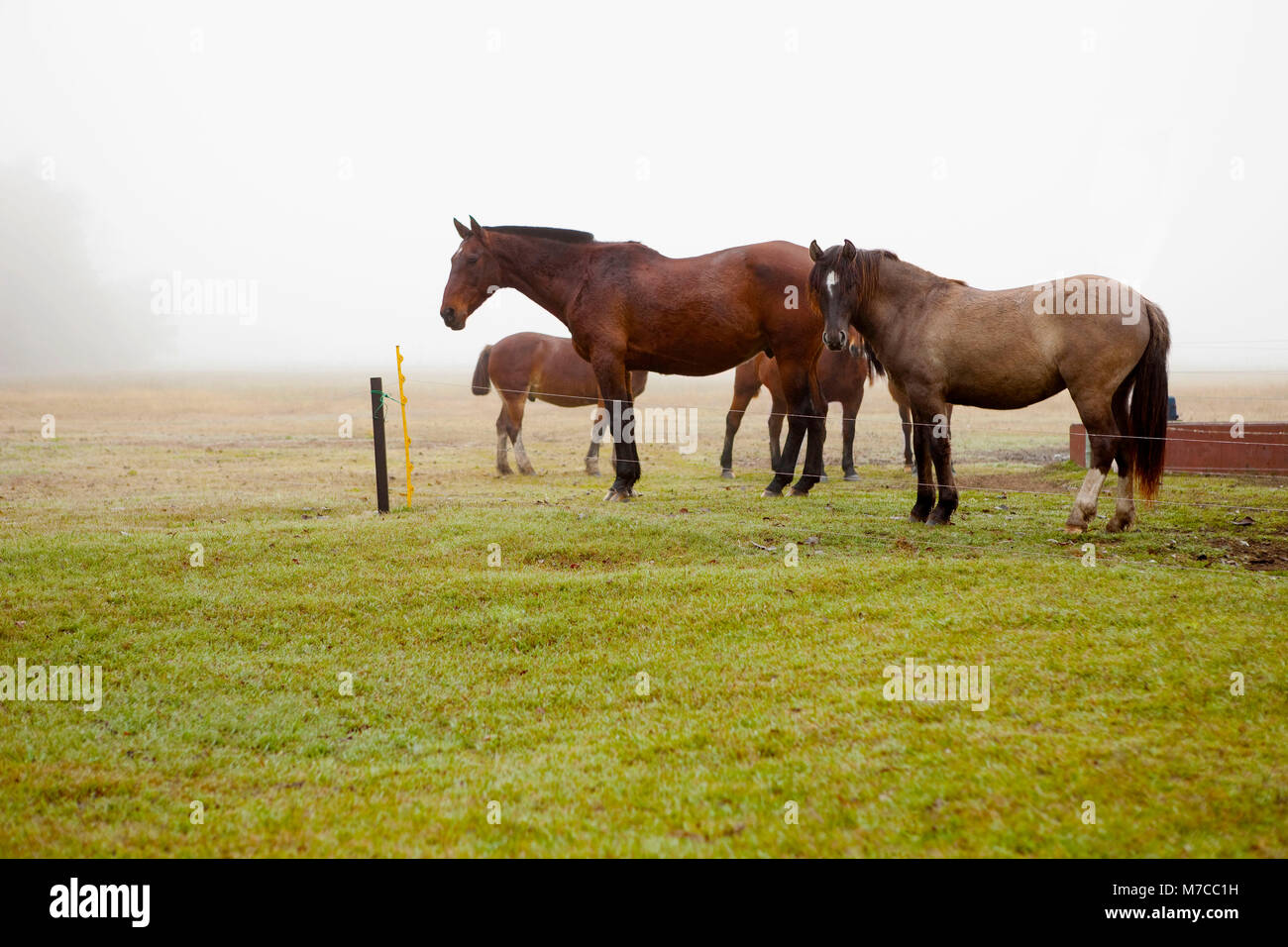 Horses in a ranch Stock Photo - Alamy