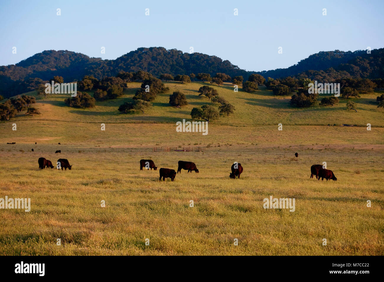 Cows grazing in a field, California, USA Stock Photo - Alamy