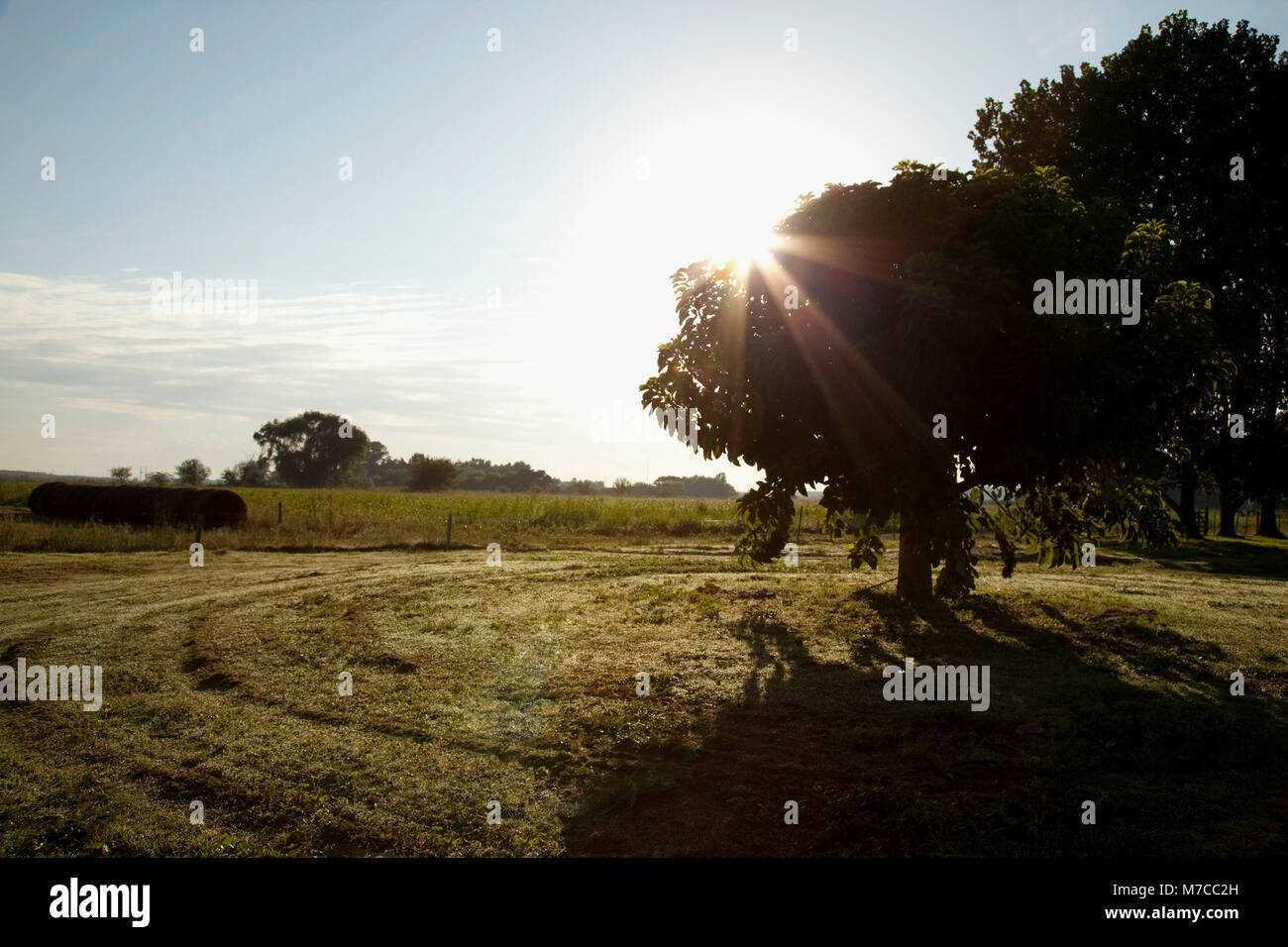 Trees in a field at dawn Stock Photo - Alamy