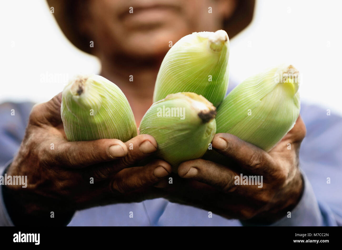 Individual corn cob hi-res stock photography and images - Alamy