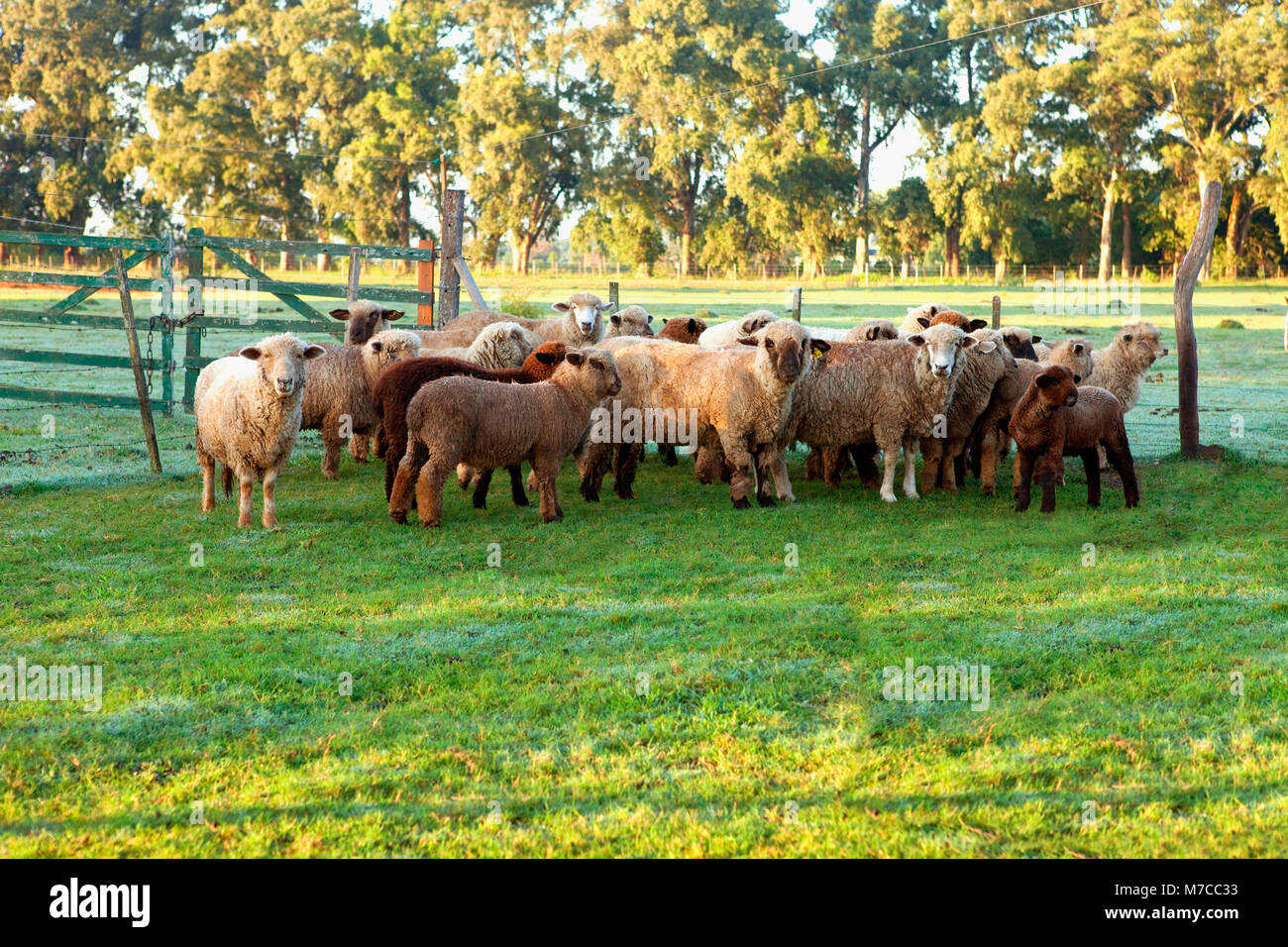 Sheep and a farm fish hi-res stock photography and images - Alamy