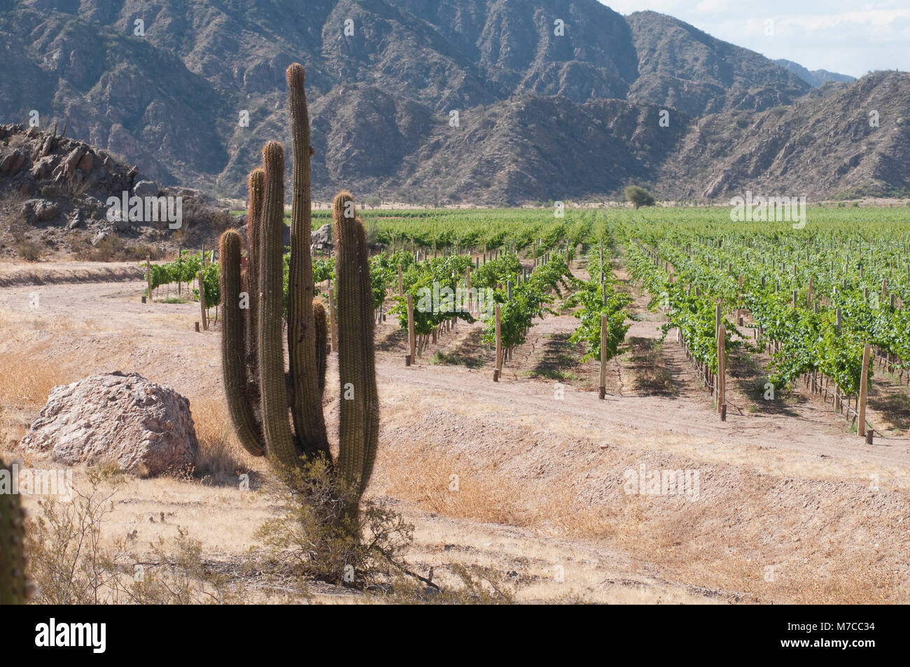 Cardon cactus pachycereus pringlei near a vineyard hi-res stock ...