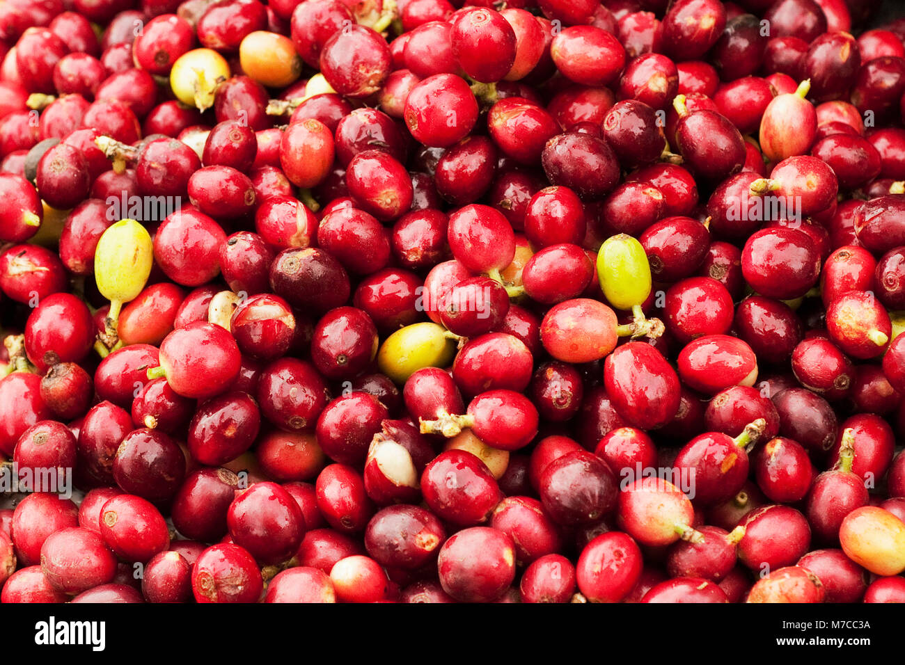 Heap of coffee beans, Colombia Stock Photo - Alamy