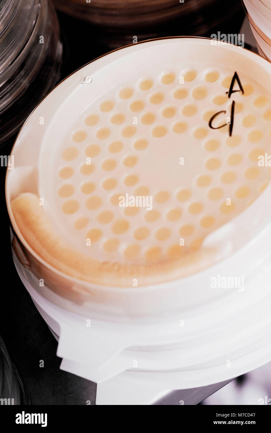 Close-up of a stack of Petri dishes Stock Photo - Alamy