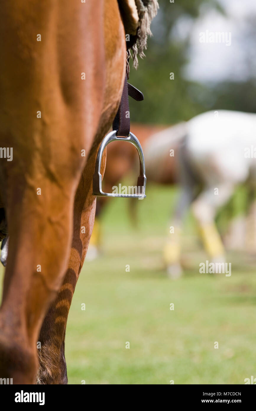 Close-up of a stirrup on a horse Stock Photo - Alamy
