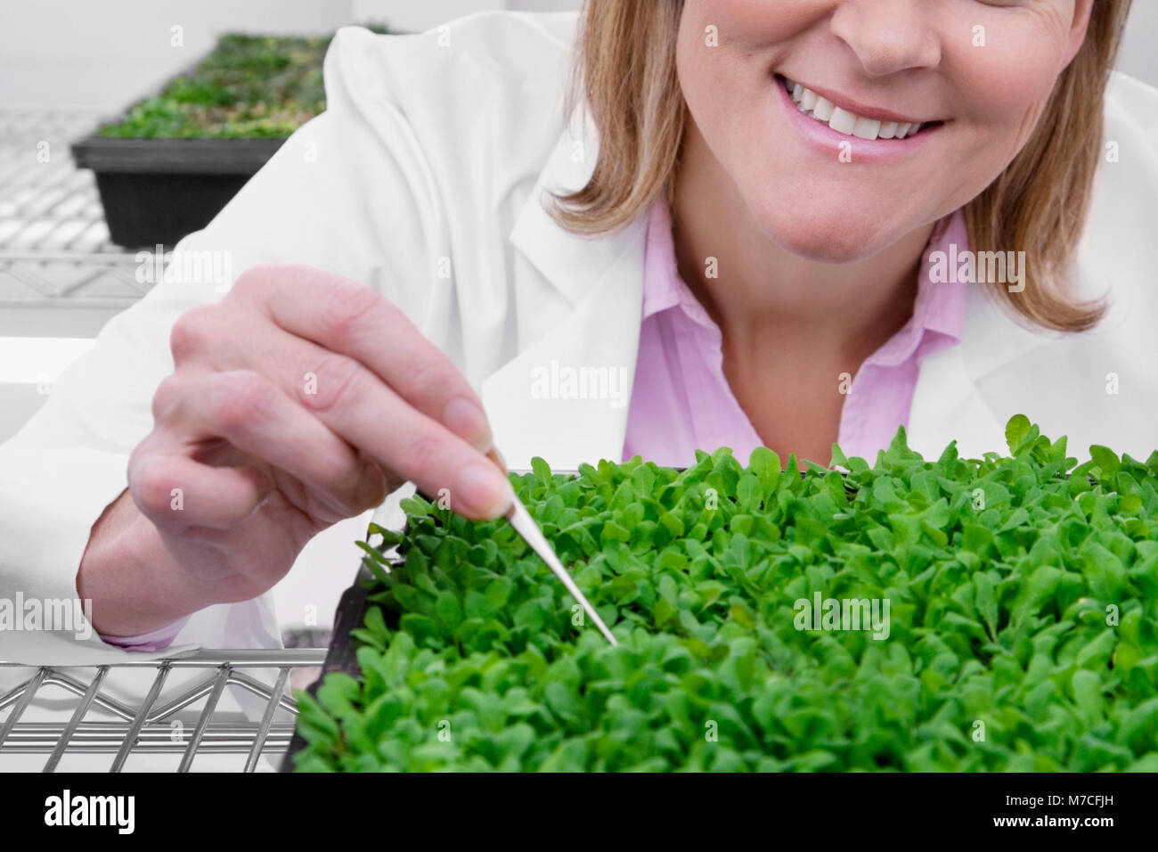 Female scientist researching on plants in a laboratory Stock Photo - Alamy