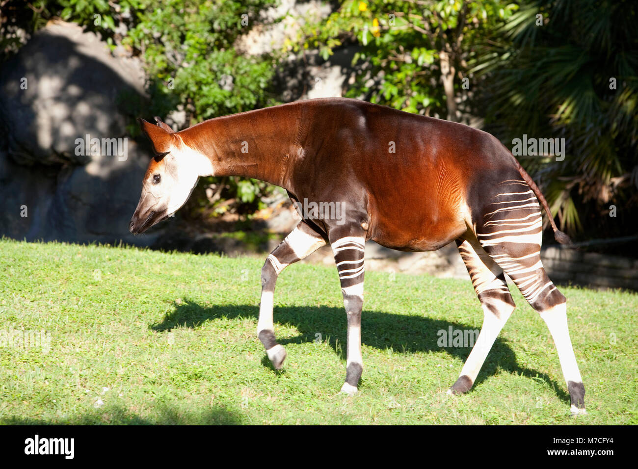 Okapi (Okapia johnstoni) walking on grass, Miami, Florida, USA Stock ...