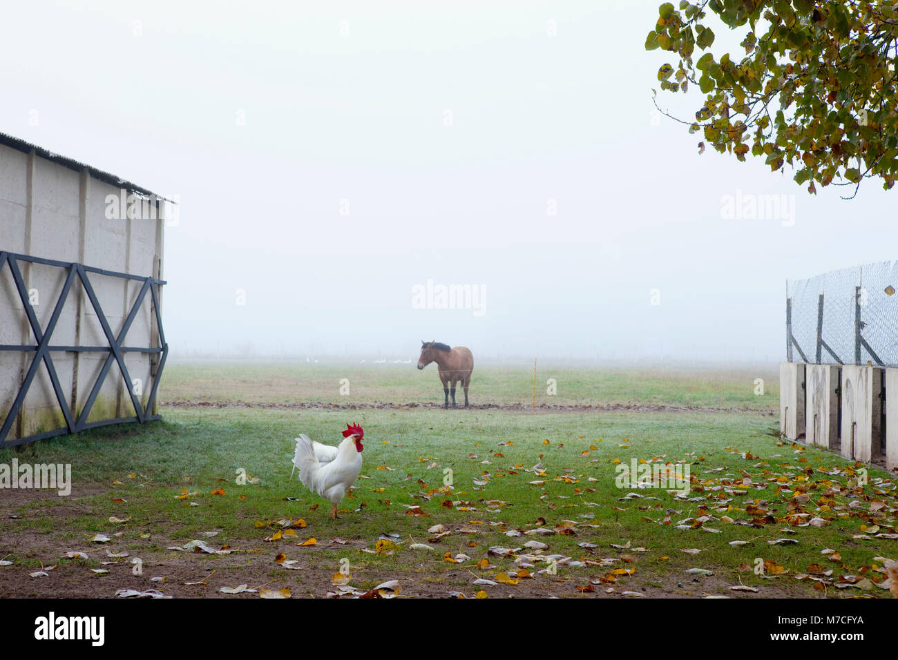 Photographs of farm animals hi-res stock photography and images - Alamy