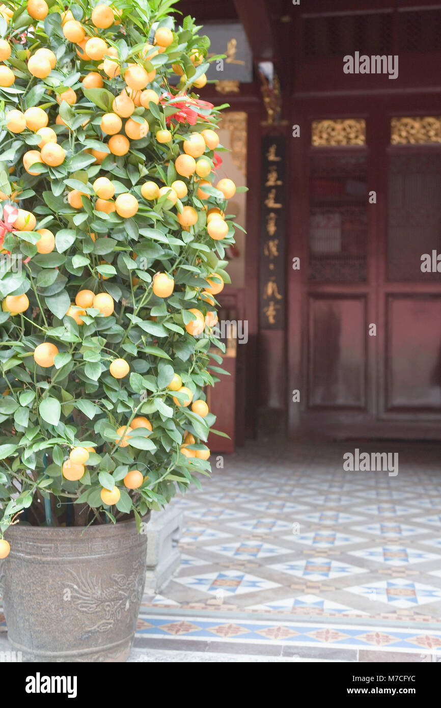Mini Mandarin Orange Tree High Resolution Stock Photography and Images ...