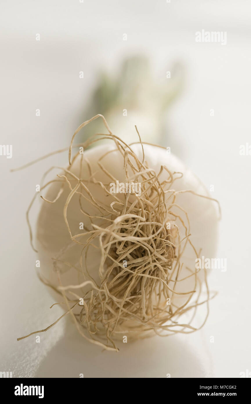 Close up spring onion roots hi-res stock photography and images - Alamy